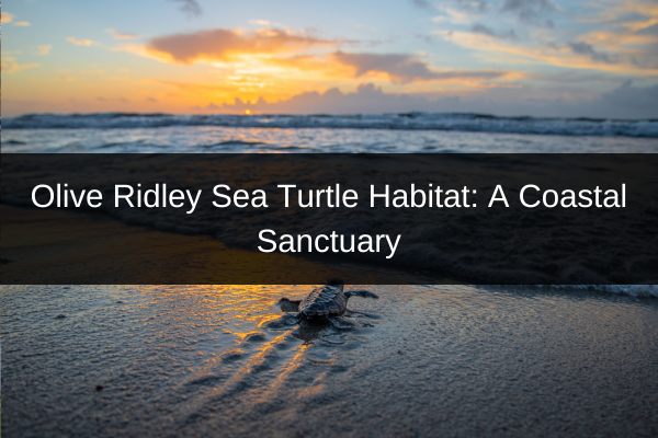 Olive Ridley Sea Turtle Habitat: A Coastal Sanctuary